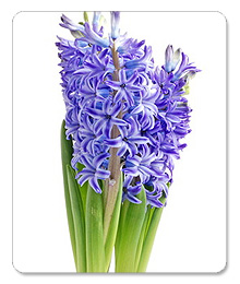 virágküldés blog: Jácint, Hyacinthus