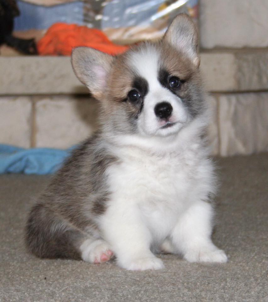 Sadie Bug's Pembroke Welsh Corgi Puppies: Precious the Purebred ...