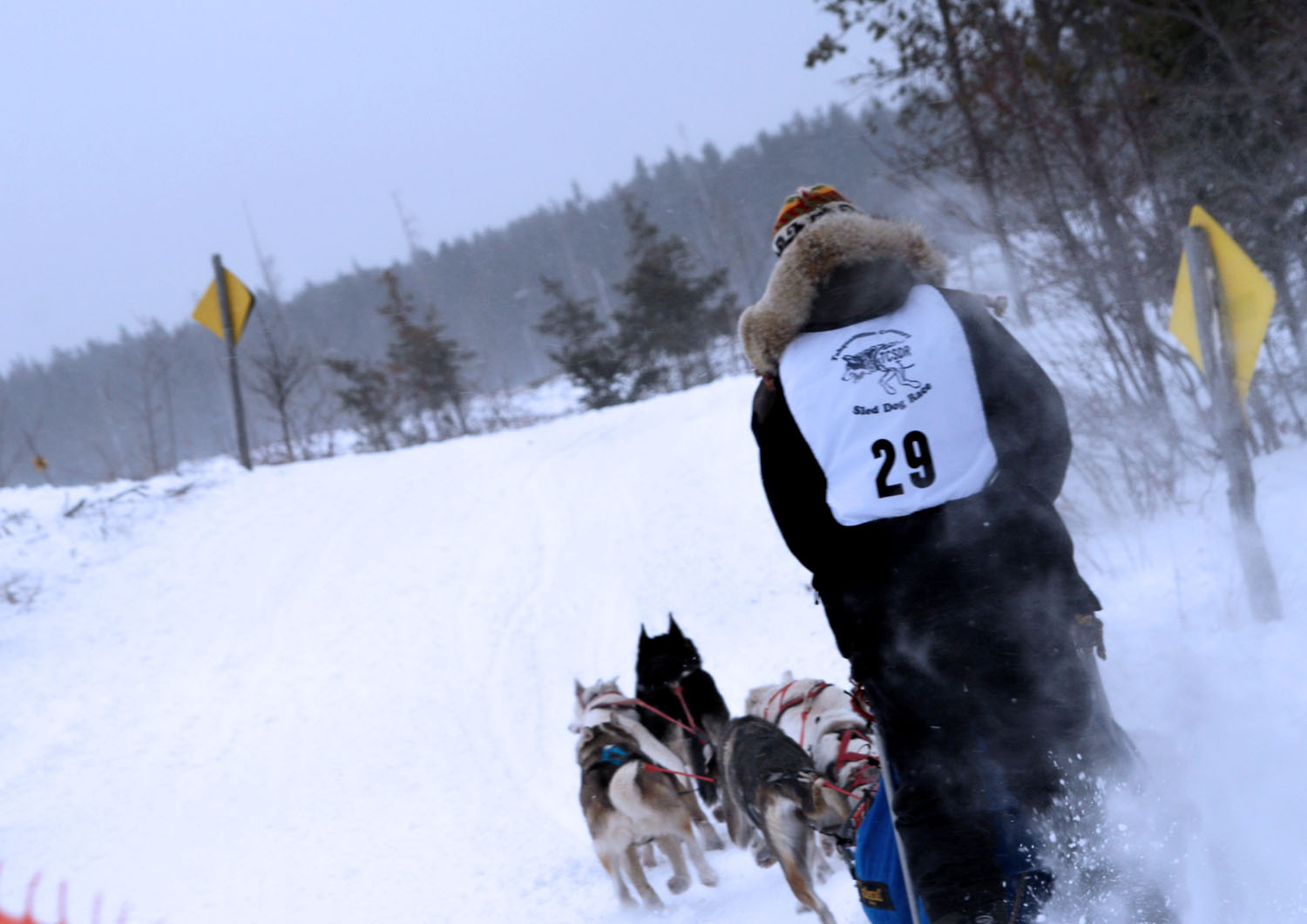 Diamond Dogs Racing : A new mushing photographer on the scene