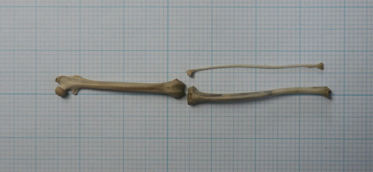 故有事: アメリカモモンガの腓骨は脛骨と癒合しているか？ The fibula is fused with the tibia in ...