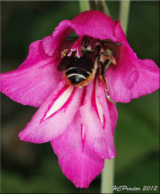 The Home Bug Garden: Not Yet Native of the Week: Gladiolus imbricatus