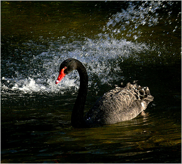 FOTO NATURA HUESCA 2: CISNE NEGRO cygnus Johann Matthäus Bechstein, 1803