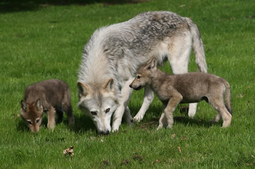 All Funny,Cute,Cool and Amazing Animals: Cute Wolf Babies Images and ...