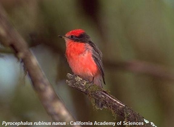 Galápagos tem primeira extinção de aves confirmada - Natureza e Conservação
