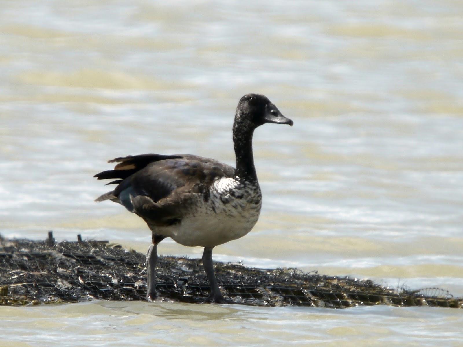 PATOS CRESTUDOS EN LA LAGUNA DE DOS REINOS (NAVARRA-ARAGÓN) ~ Anuario ...
