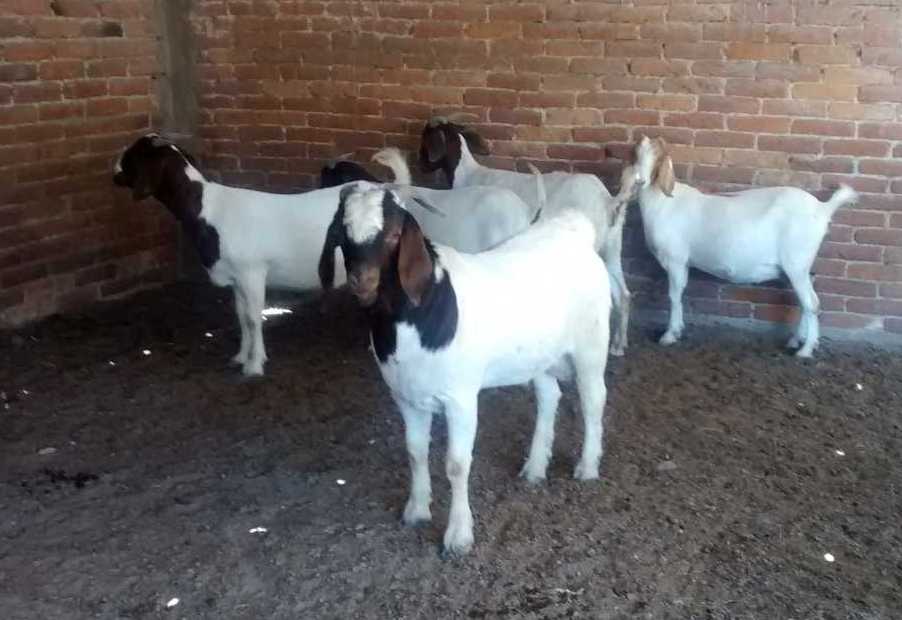 Cabras boer: Sementales y cabras Boer en Rancho Montero