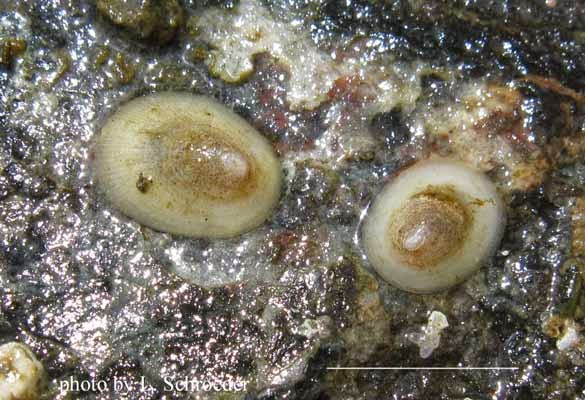 Catalogue of Organisms: The Mighty Limpets