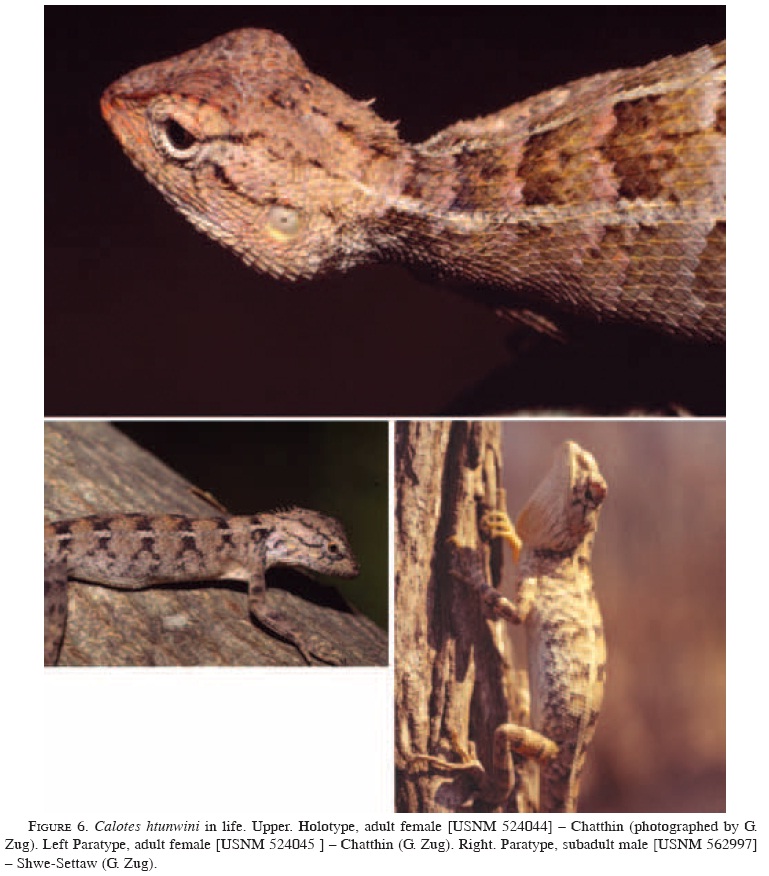 Species New to Science: [Herpetology • 2006] 2 new Calotes; C. htunwini ...