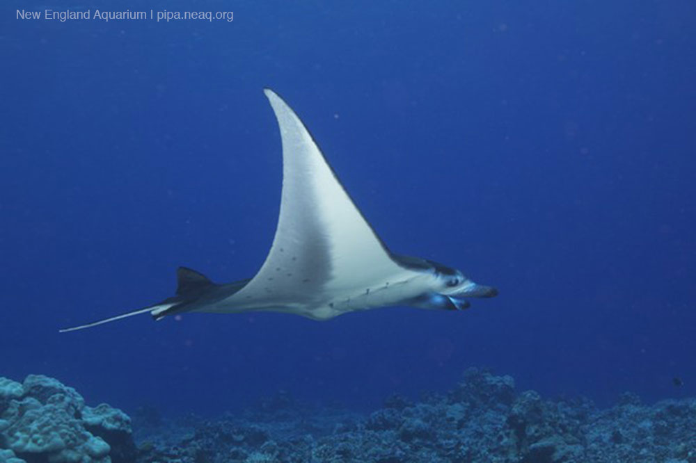 Phoenix Islands Blog