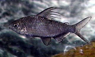 Alma d'Água: Peixes / Characiformes / Alestidae