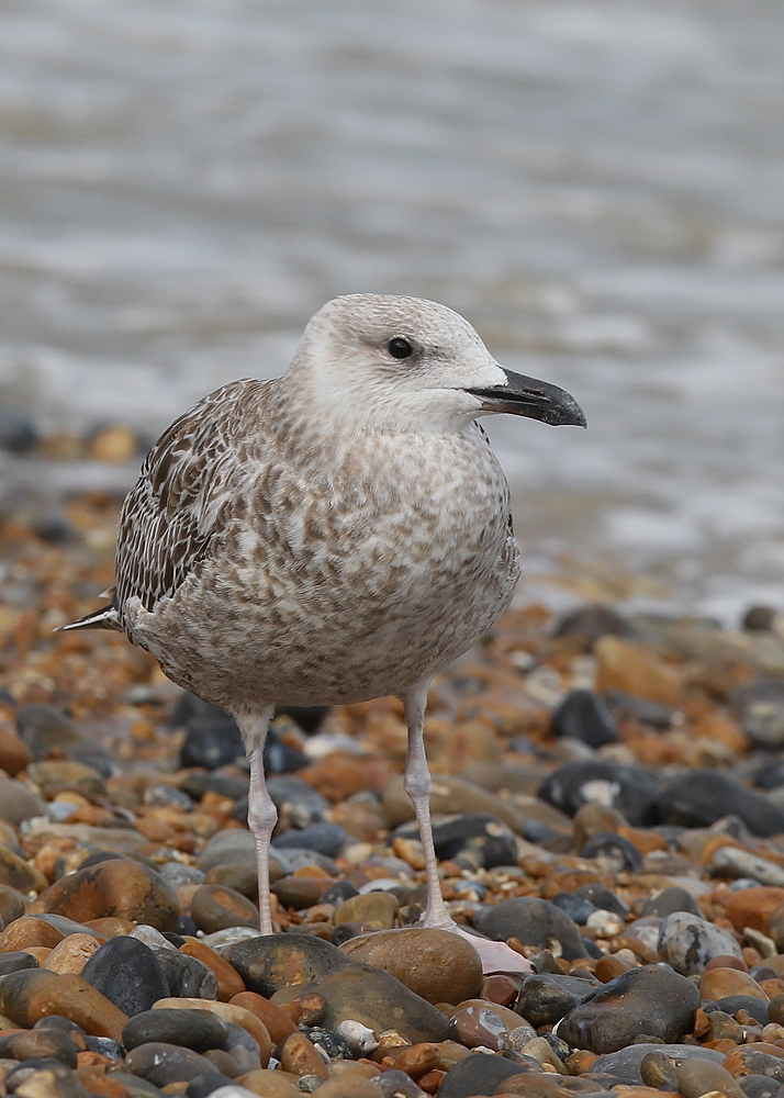 Richard Smith - Birdwatching Days Out: CASPIAN GULL, juvenile and Gulls ...