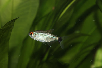 Amazing Fish: Moenkhausia Sanctaefilomenae