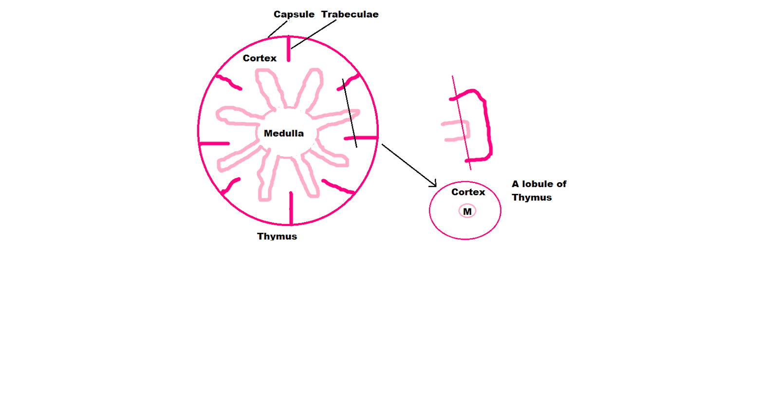 easyhumanatomy: Thymus : Histological identifying points with easy ...