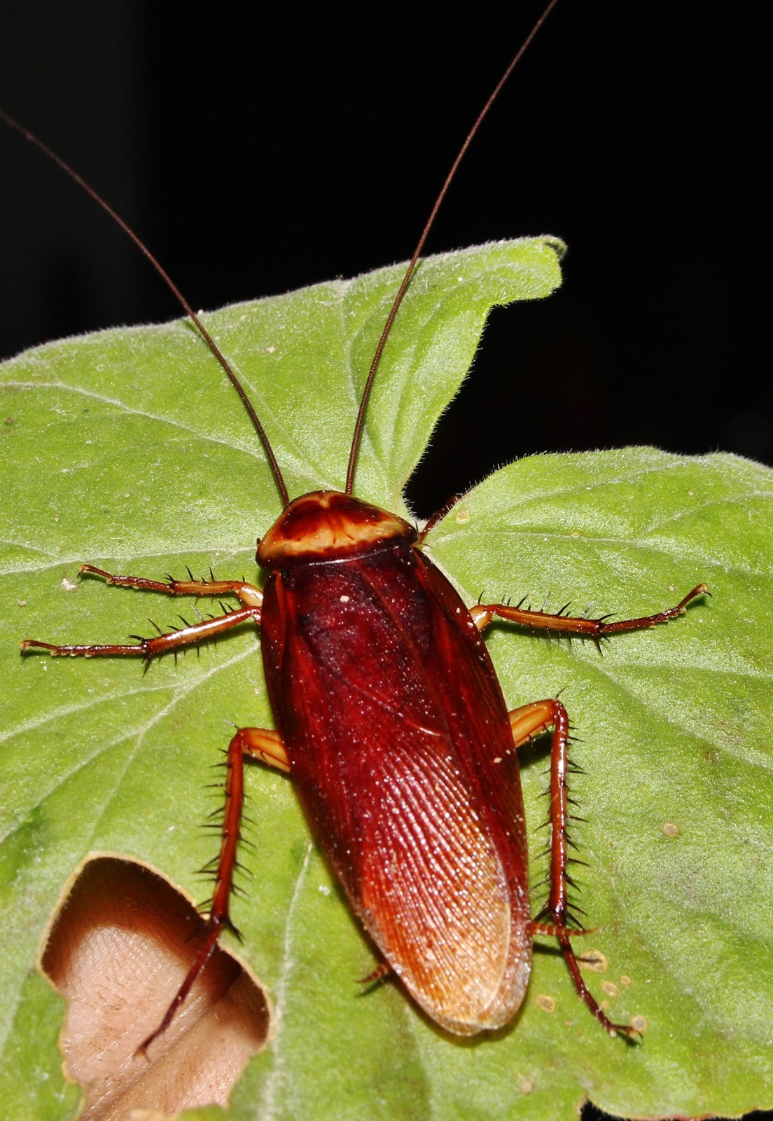 Biodiversity of Cyprus by NGO Protection of the Natural Heritage and ...