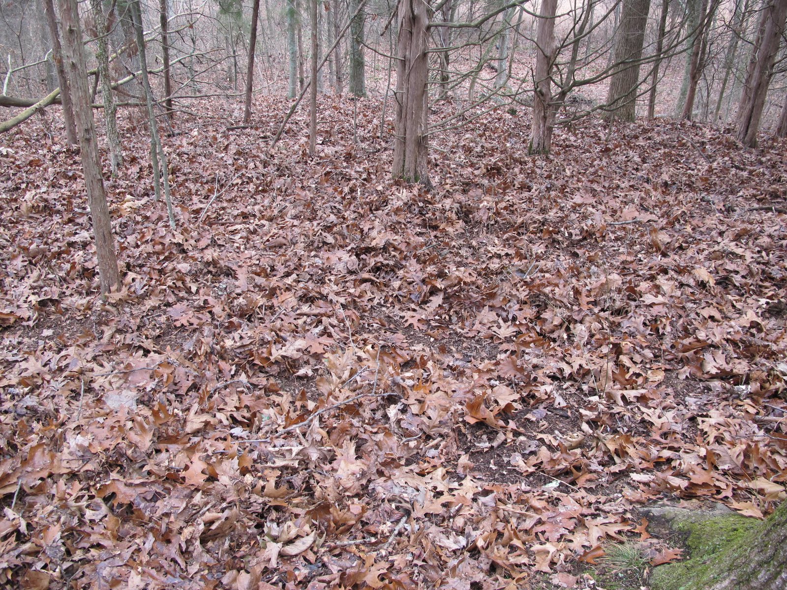Blue Jay Barrens: Turkey Scratchings in the Woods