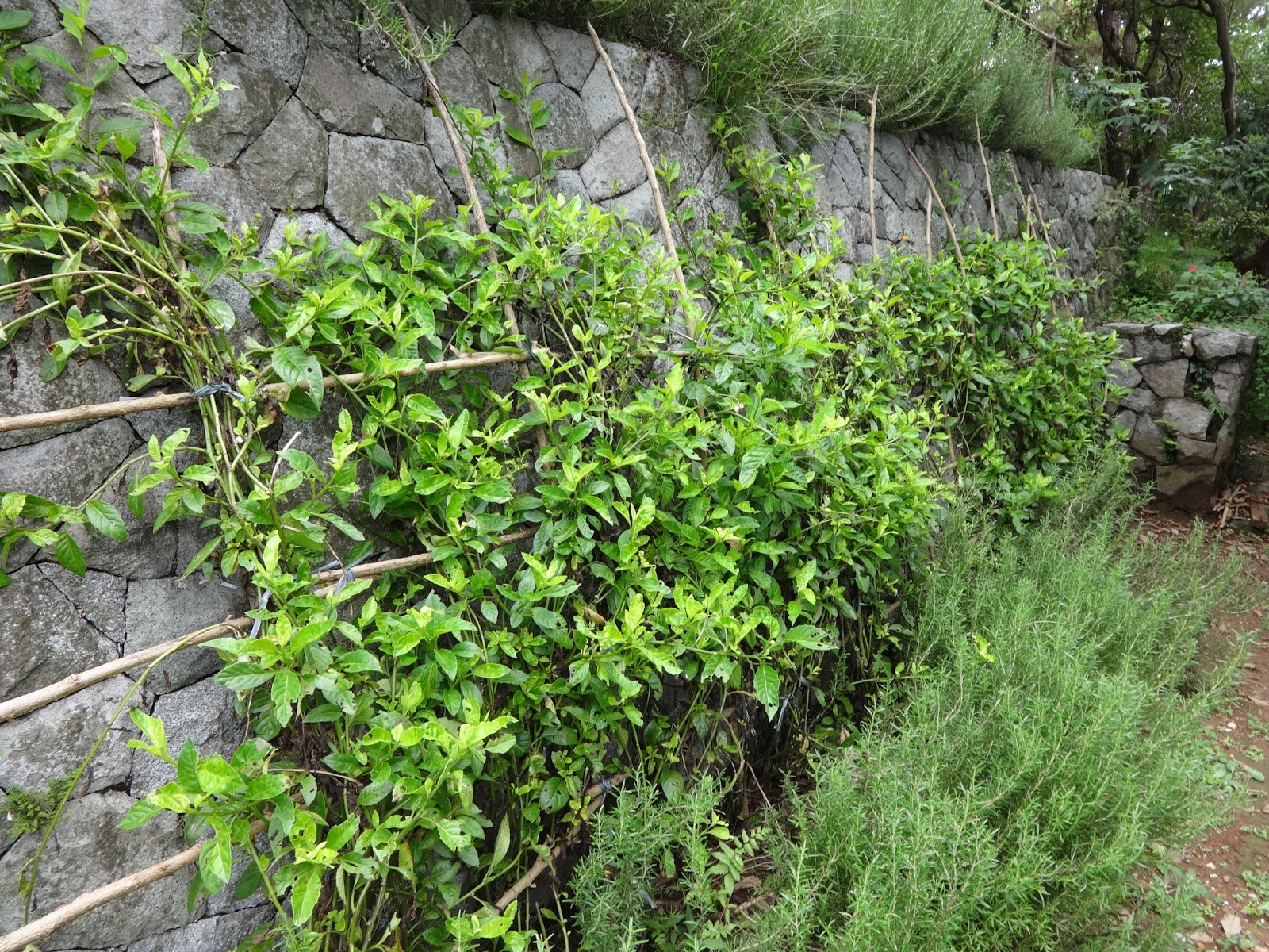 Herbs from Distant Lands: Gynura procumbens - Sabungai, Leaves of Gods ...