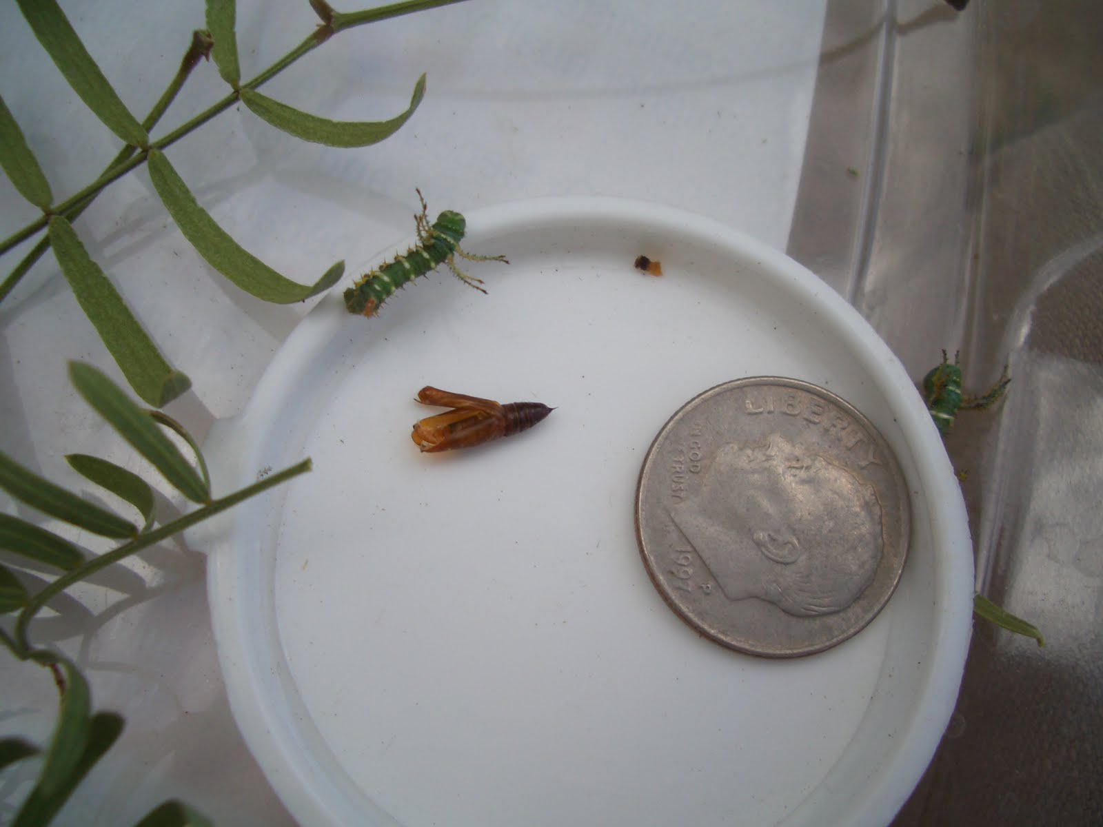 Big Bend - Texas Nature: When inch worms grow up