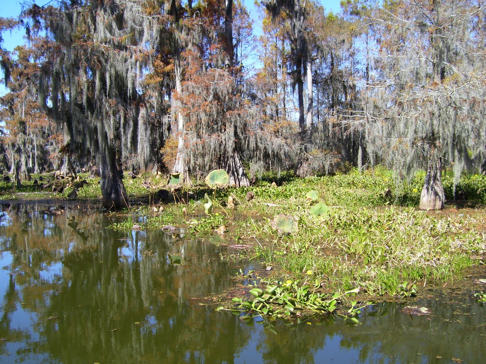 Trent and Teresa: Cajun Swamp Tour