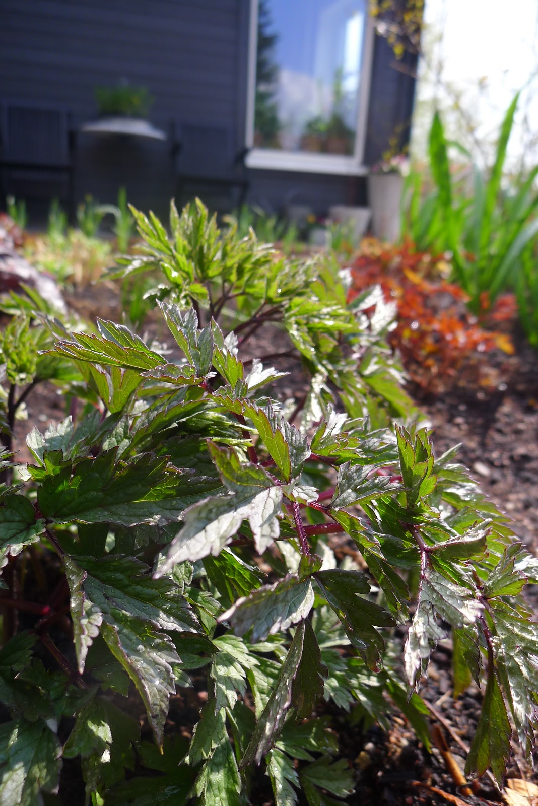 Dalkullans Trädgård: Nu börjar det bli något