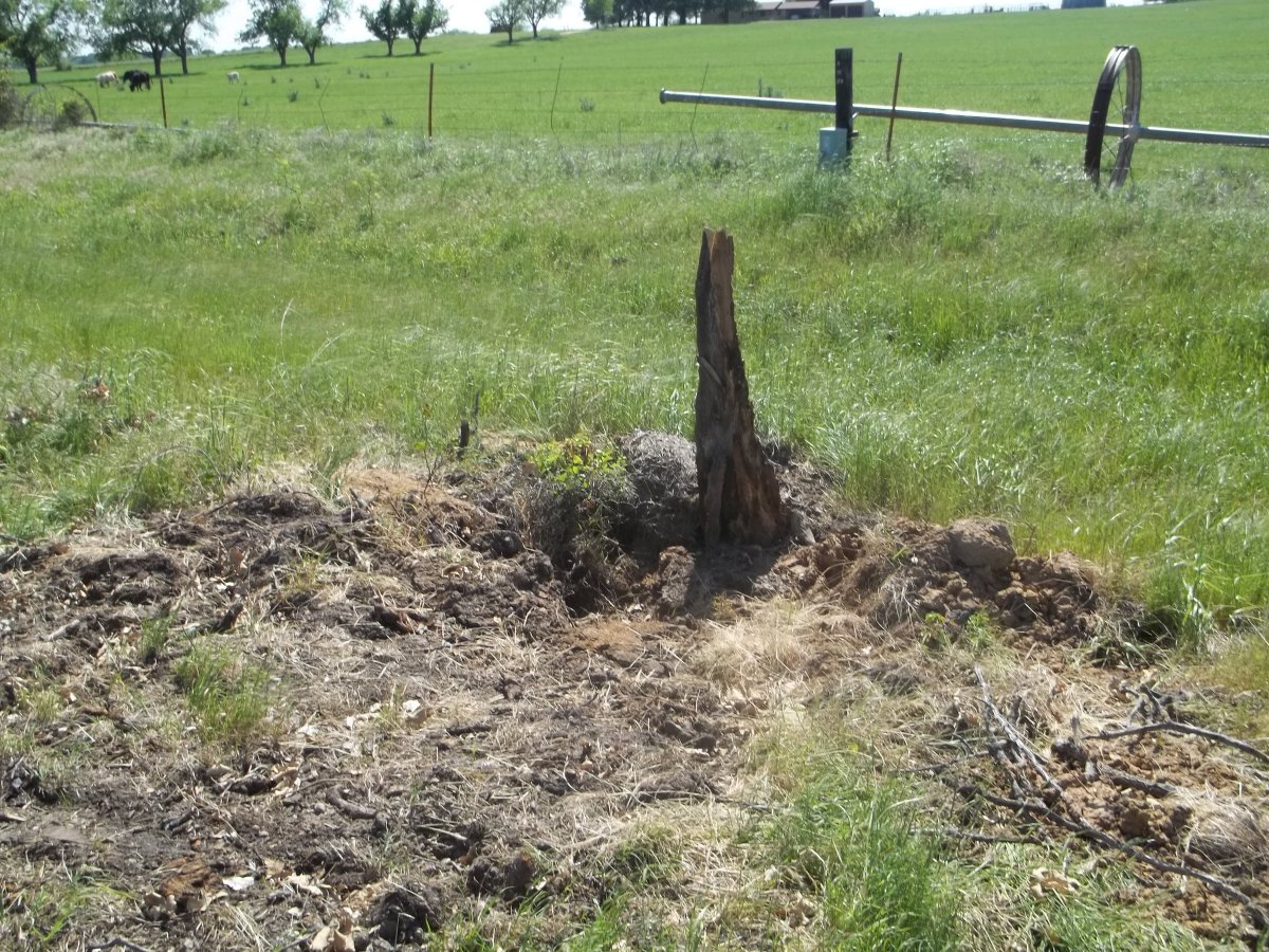 Weeping Oak Drive-In De Leon, Texas: Weeping Oak Tree destroyed in storm
