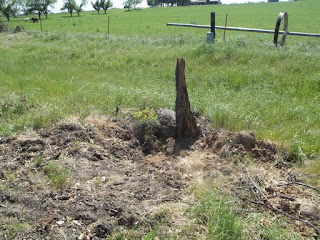 Weeping Oak Drive-In De Leon, Texas: Weeping Oak Tree destroyed in storm