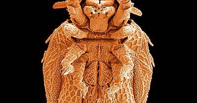 Variety of Life: Sphaerochthoniidae