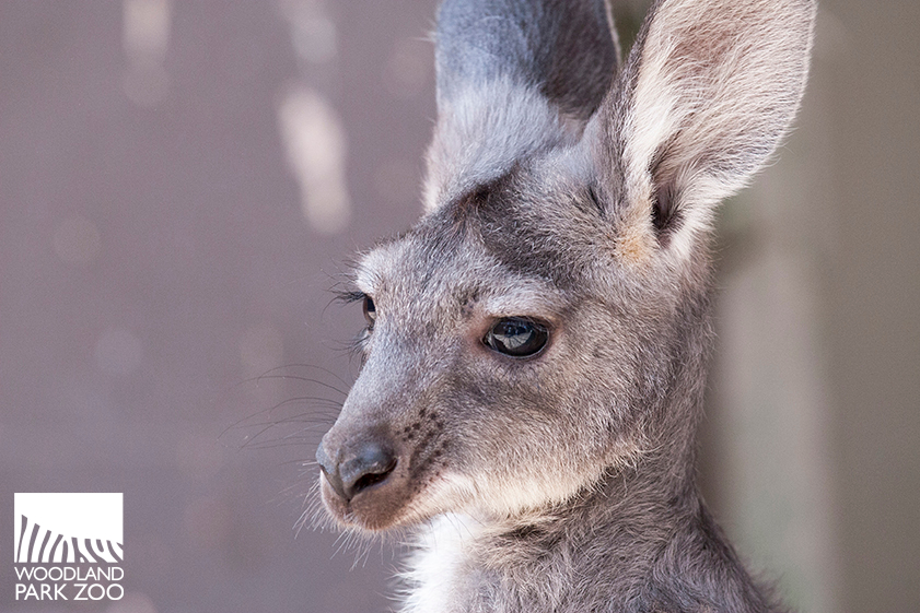 To hand raise a wallaroo joey, it takes a village and a mob