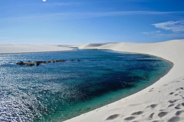 Wonderful Ocean Animal: The Brazil Desert Beach