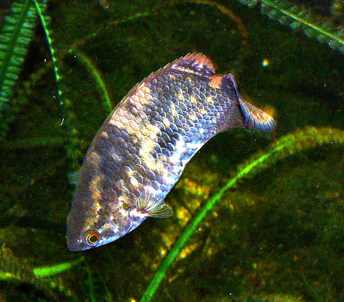 percomorpha: Dottyback, Parrottfish et al.