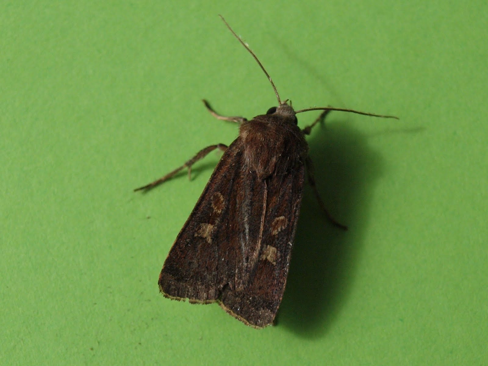 Ragged Robin's Nature Notes: More Moth Ticks
