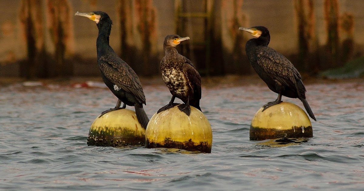Cormoranes en la ría de Avilés
