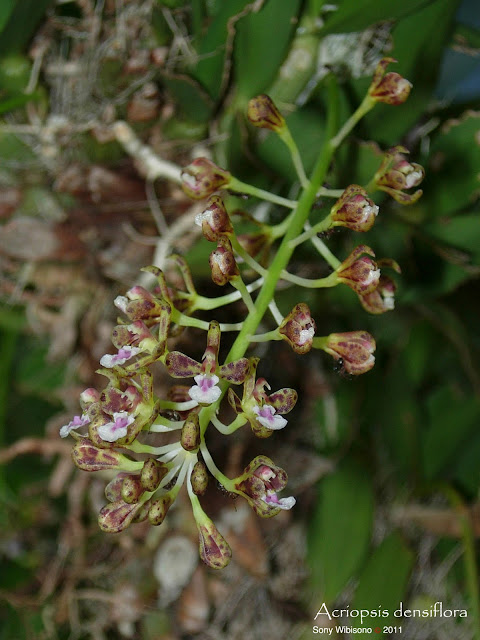 Sony Wibisono Orchids: Acriopsis densiflora Lindl. 1847