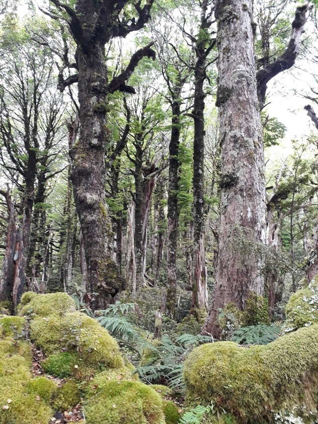 Ruahine Street Ramblers: Triangle Hut