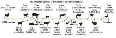 Evolution Of Dog Timeline Dog Breed Timeline | Goldenacresdogs.com