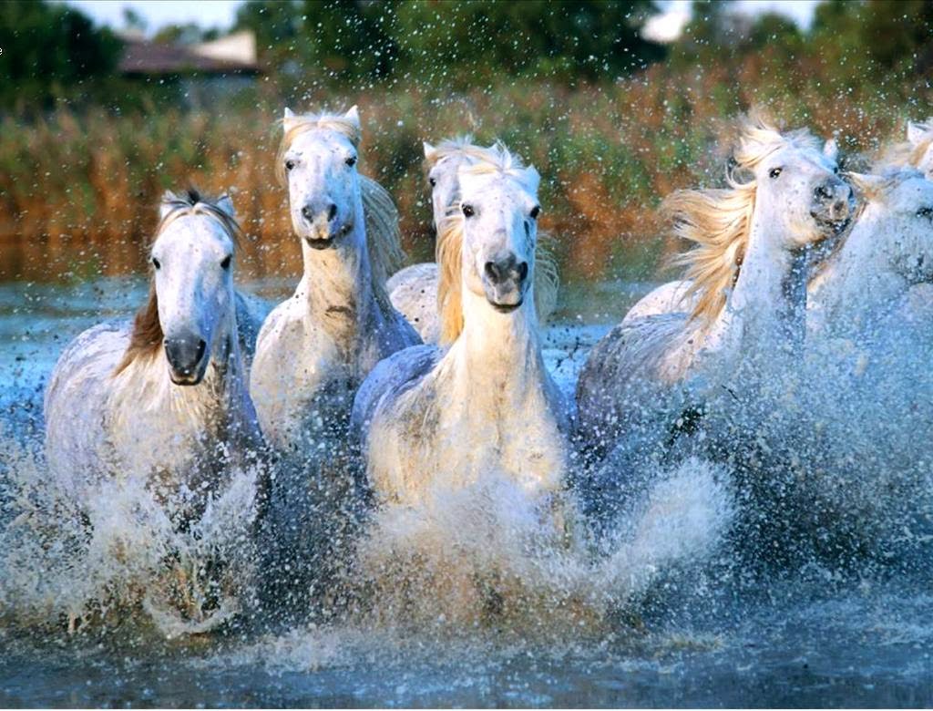 Le Camargue - Des Camargues au galop dans l'eau | Camargue horse, Horse ...
