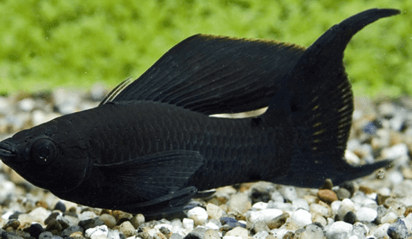 Ikan Molly - 6 Jenis Harga Ikan Molly Terlengkap | Hewan Air Info ...