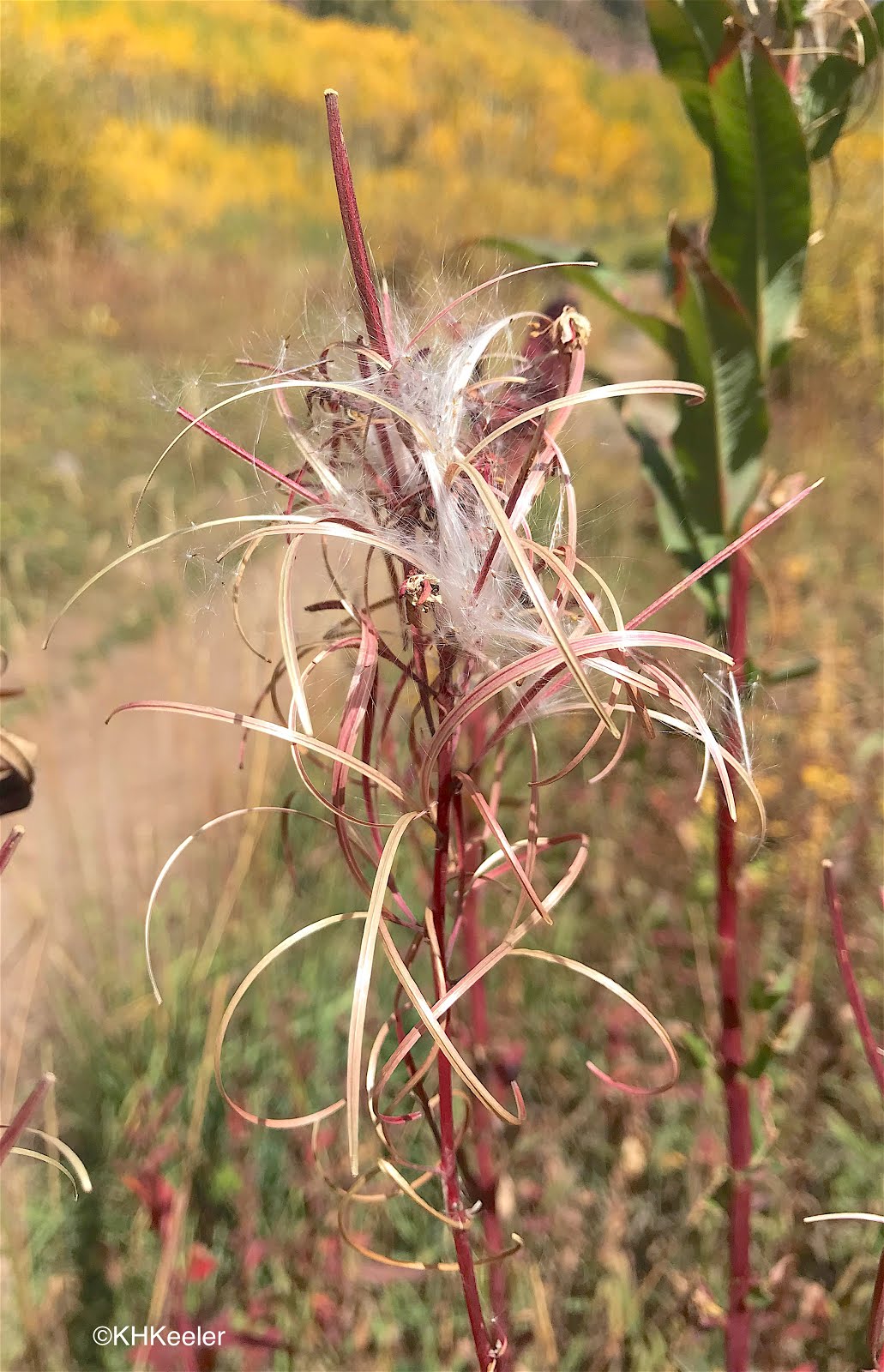 A Wandering Botanist: Plant Story--the Iconic Fireweed