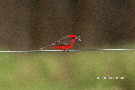 Museo de Historia Natural Carlos Alberto Torres de la Llosa: El Churrinche