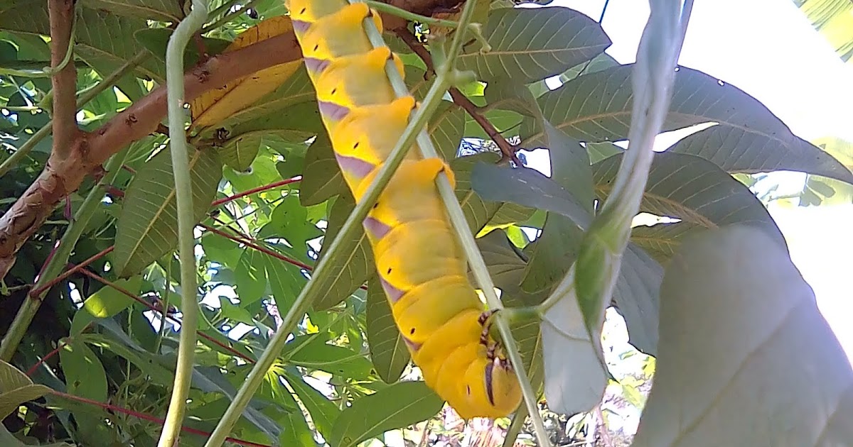 Belajar dan Berbagi: Ulat Terbesar Di Dunia, Mungkin Ini Salah Satunya