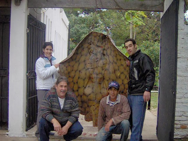 La raya de agua dulce: biología, especies, venenos.: La “raya gigante ...