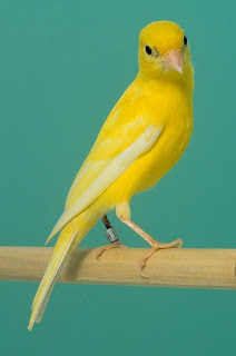 LOS CANARIOS DE POSTURA: Canarios de Forma