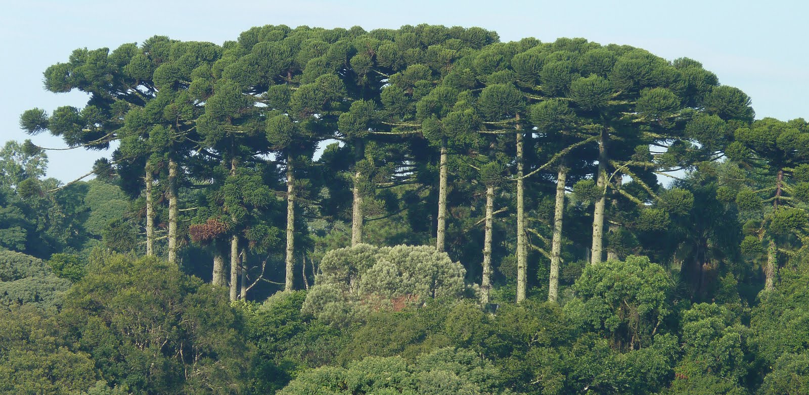 O Pinheiro Do Paraná Apresenta Plantas Portadoras De Pinhas - EDUCA