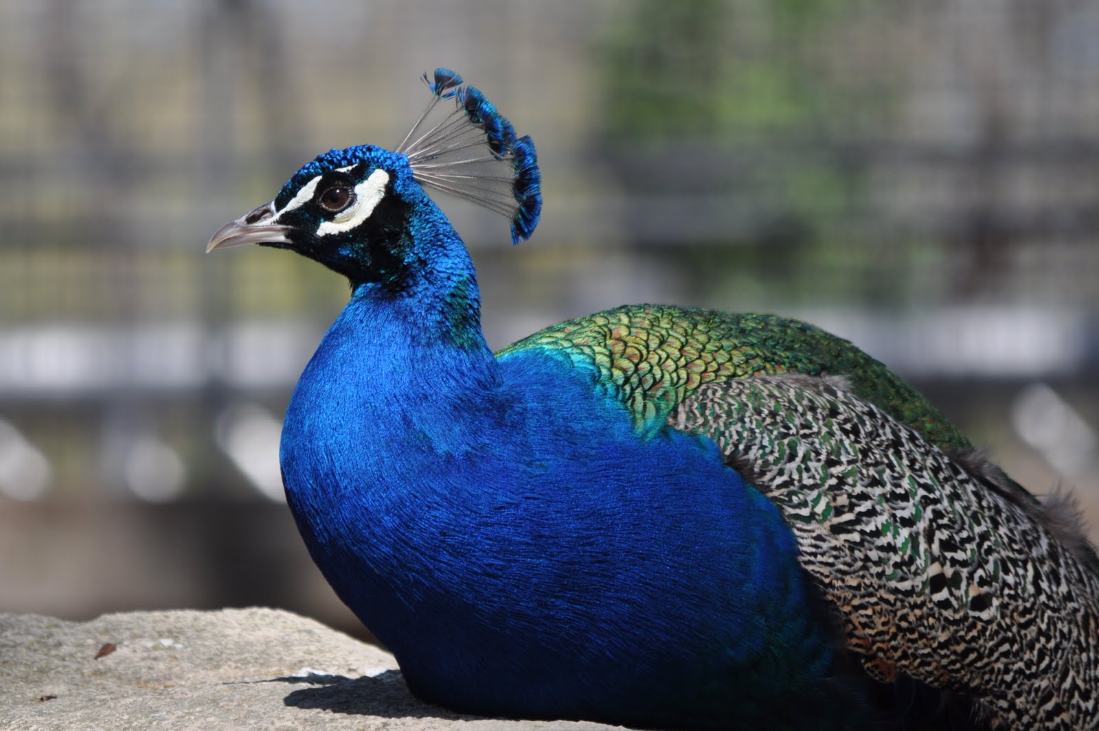 ZOOTOGRAFIANDO (MI COLECCIÓN DE FOTOS DE ANIMALES): PAVO REAL / INDIAN ...