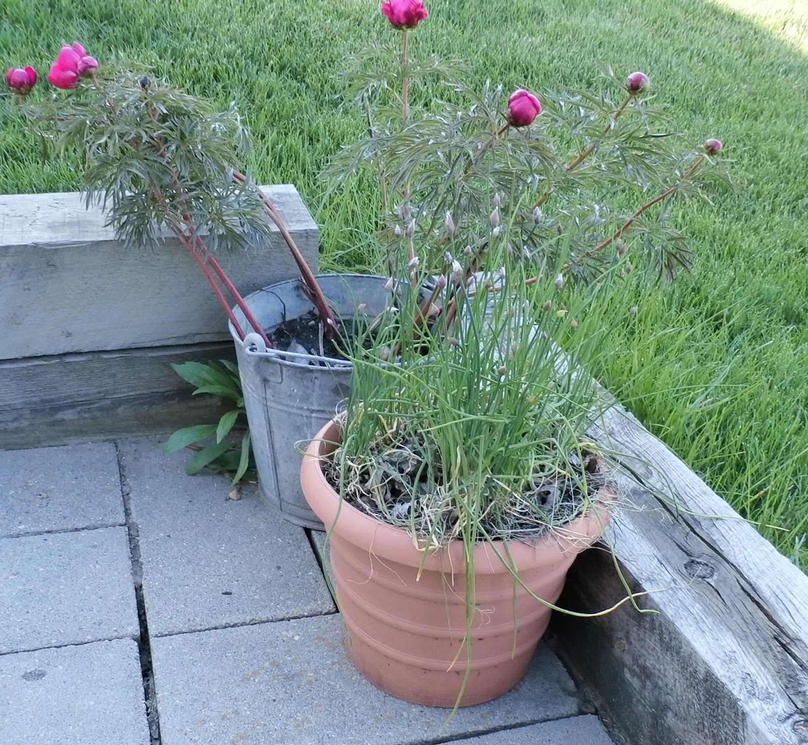 Larry's Photo a Day: Fern Leafed Peony........