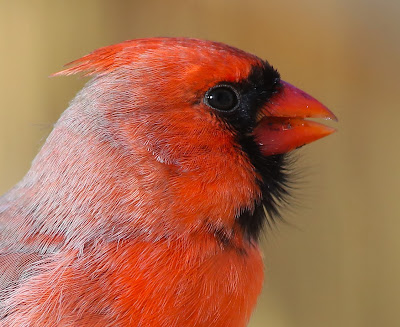 All of Nature: Cardinals, Blue Jays and Sharp Shinned Hawks at Feeders