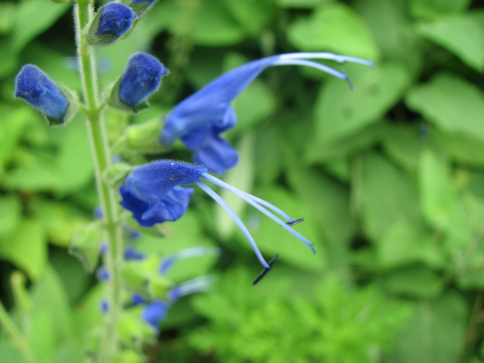 Plant Photography: Blue Salvia Flowers