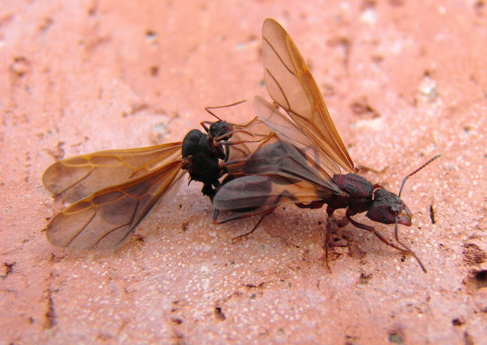 Arizona: Beetles, Bugs, Birds and more: Swarming Leaf-cutter Ants