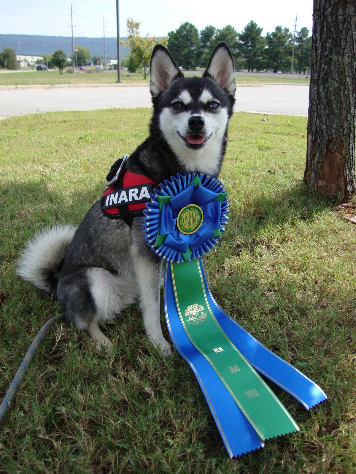 The story of a girl and her dogs...: Starbuck and Nari take on the ...