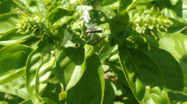 Basil: The Ultimate Guide