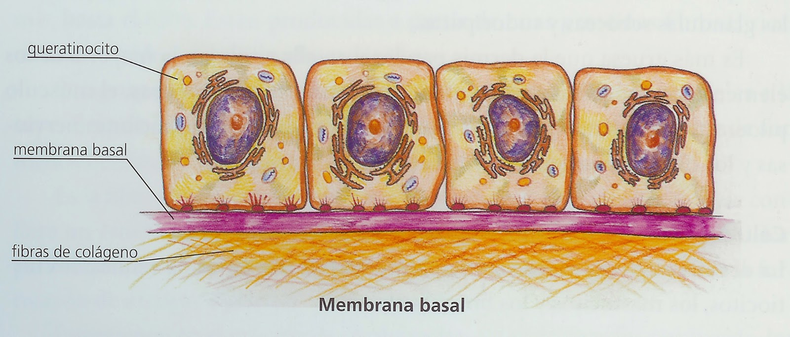 Biología Humana: GLOSARIO